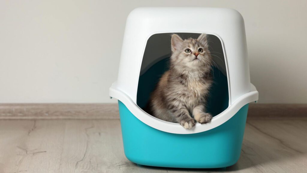 How To Litter Train A Stray Cat | A Litter Box Training Guide ...