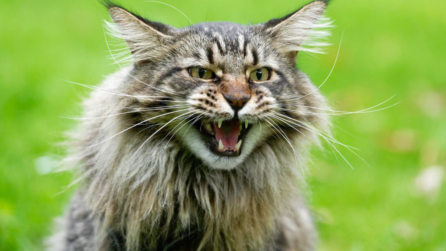 Why Is My Cat Growling At Nothing? Feline Growling Behavior 101 ...