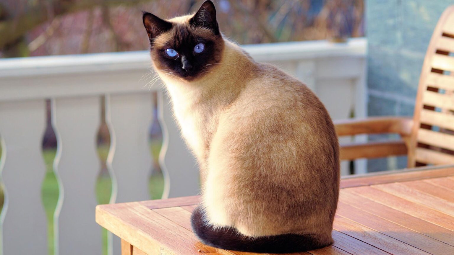 All About Siamese Cats: Breed Information & Care Guide - Mysterious Meow