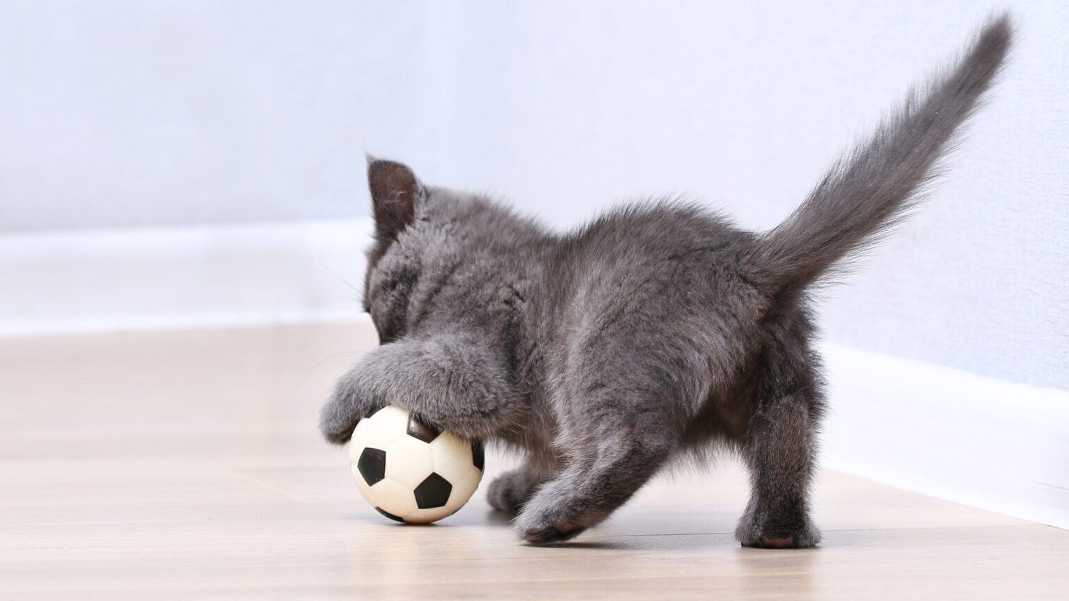 Do Cat Tails Have Bones? Anatomy of a Cat's Tail Bones - Mysterious Meow