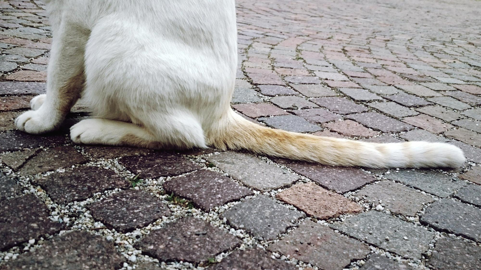 Do Cat Tails Have Bones? Anatomy of a Cat's Tail Bones - Mysterious Meow